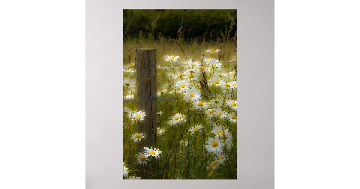 Beautiful Large Daisies Poster/Print Poster | Zazzle