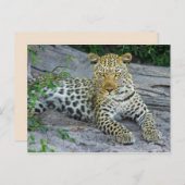 beautiful leopard postcard | Zazzle