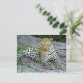 beautiful leopard postcard | Zazzle