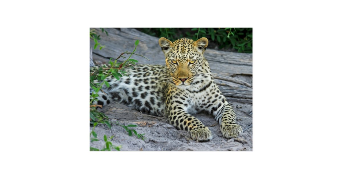 beautiful leopard postcard | Zazzle.com