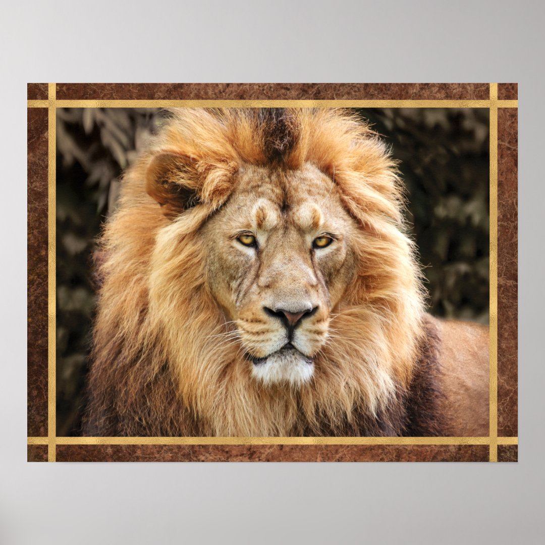 Beautiful Lion Face Photo Poster | Zazzle