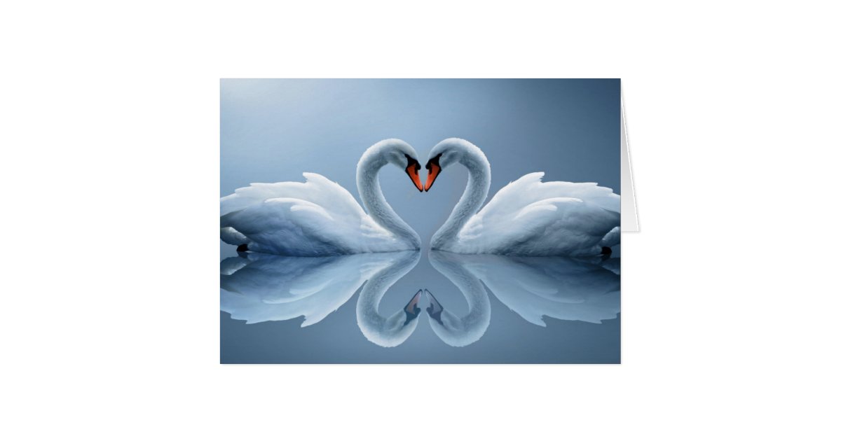 Beautiful Loving Swans gifts | Zazzle