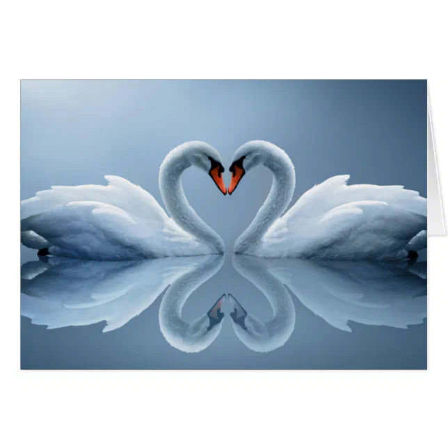 Beautiful Loving Swans gifts | Zazzle