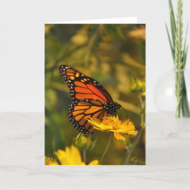 Beautiful Monarch Butterfly Blank Inside Note Card | Zazzle