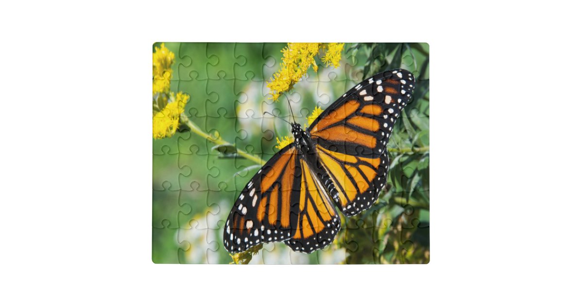 Beautiful Monarch Butterfly Jigsaw Puzzle | Zazzle