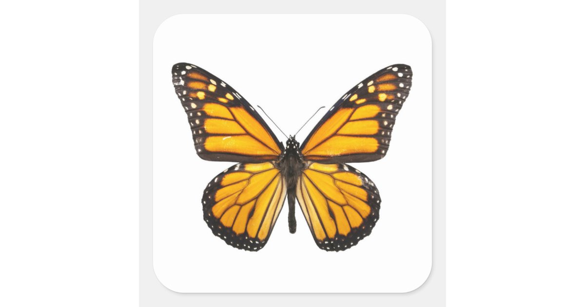 Beautiful Monarch Butterfly Orange Black Square Sticker | Zazzle