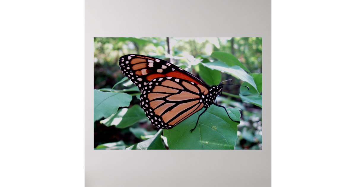 Beautiful Monarch Butterfly Poster | Zazzle