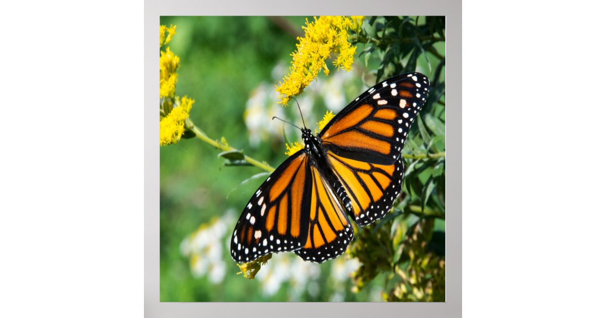 Beautiful Monarch Butterfly Poster | Zazzle