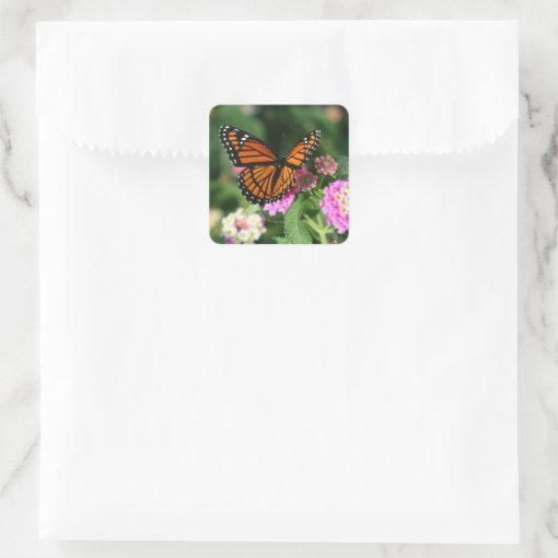 Beautiful Monarch Butterfly Square Sticker | Zazzle