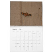 Beautiful Moths Calendar 2018 | Zazzle