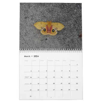 Beautiful Moths Calendar 2018 | Zazzle