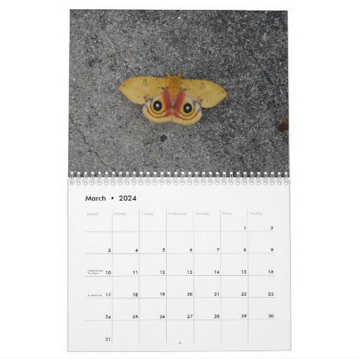 Beautiful Moths Calendar 2018 | Zazzle