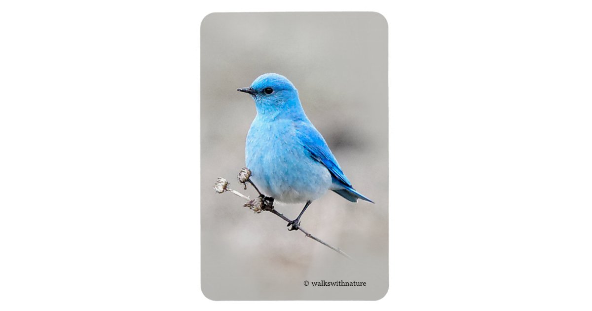 Beautiful Mountain Bluebird Magnet | Zazzle
