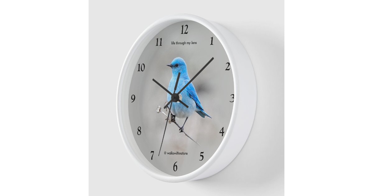 Beautiful Mountain Bluebird Songbird on Tansy Wall Clock | Zazzle