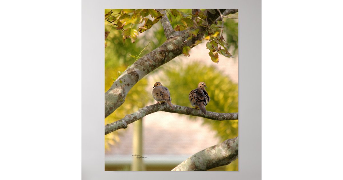 Beautiful Mourning Doves Poster | Zazzle