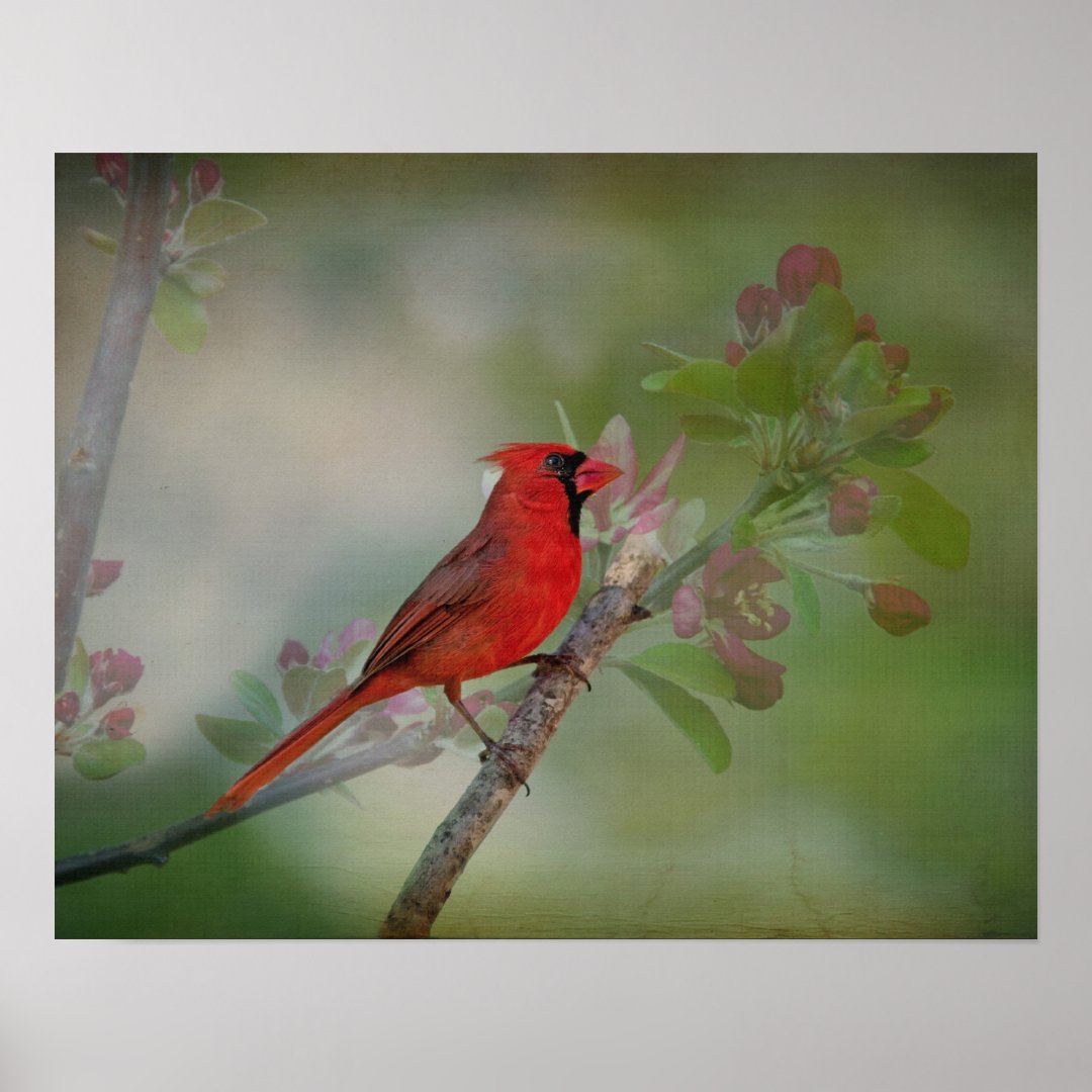 Beautiful Mr. Cardinal Poster | Zazzle