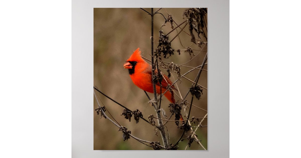 Beautiful Northern Cardinal Poster | Zazzle