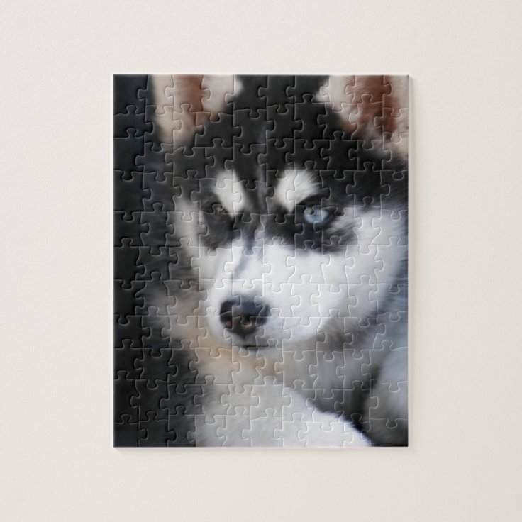 Beautiful One Blue Eye Siberian Husky 2 Jigsaw Puzzle | Zazzle