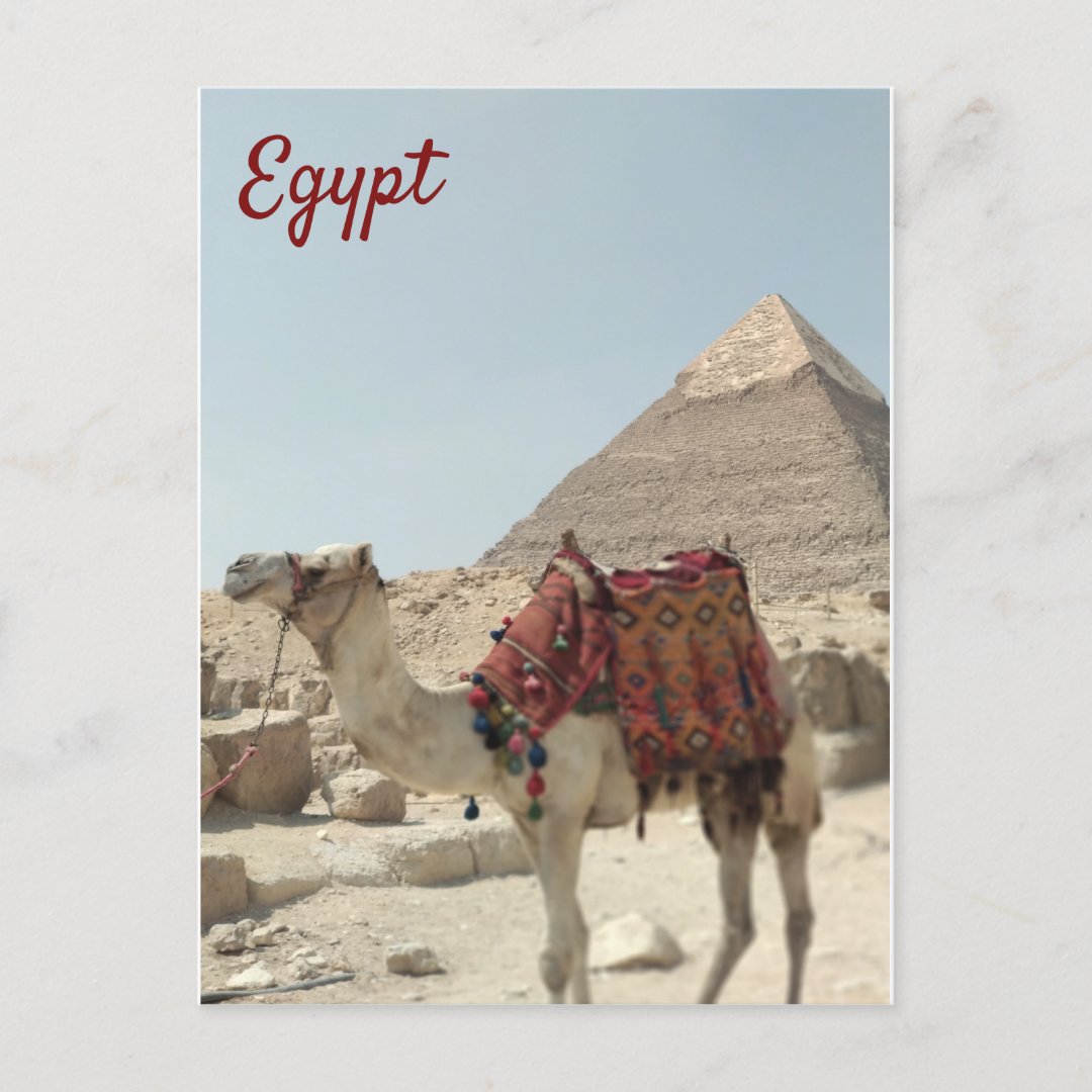 Beautiful oriental, Pyramids Camel Egypt postcard | Zazzle