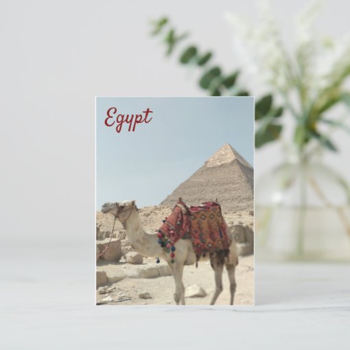 Beautiful oriental, Pyramids Camel Egypt postcard | Zazzle