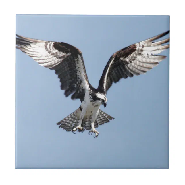 Beautiful Osprey bird Searching for prey Ceramic Tile | Zazzle
