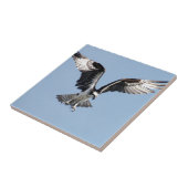 Beautiful Osprey bird Searching for prey Ceramic Tile | Zazzle
