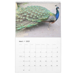 Beautiful Peacocks 2021 Calendar | Zazzle