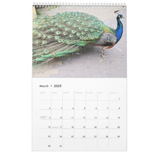 Beautiful Peacocks 2021 Calendar | Zazzle