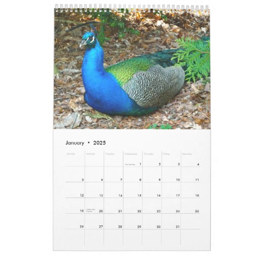 Beautiful Peacocks 2021 Calendar | Zazzle