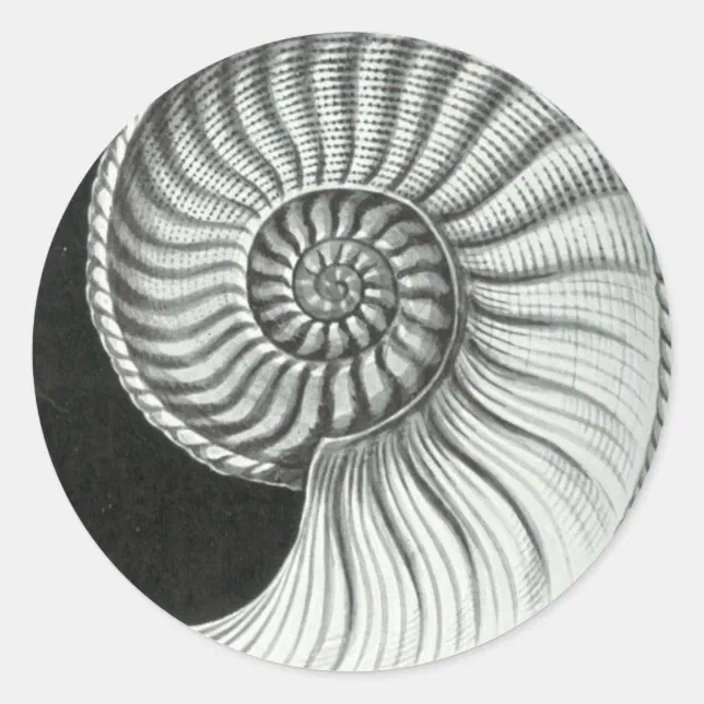 Beautiful pencil drawing of Amaltheus ammonite Classic Round Sticker ...