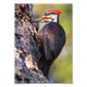 Beautiful Pileated Woodpecker on the Tree Photo Print | Zazzle