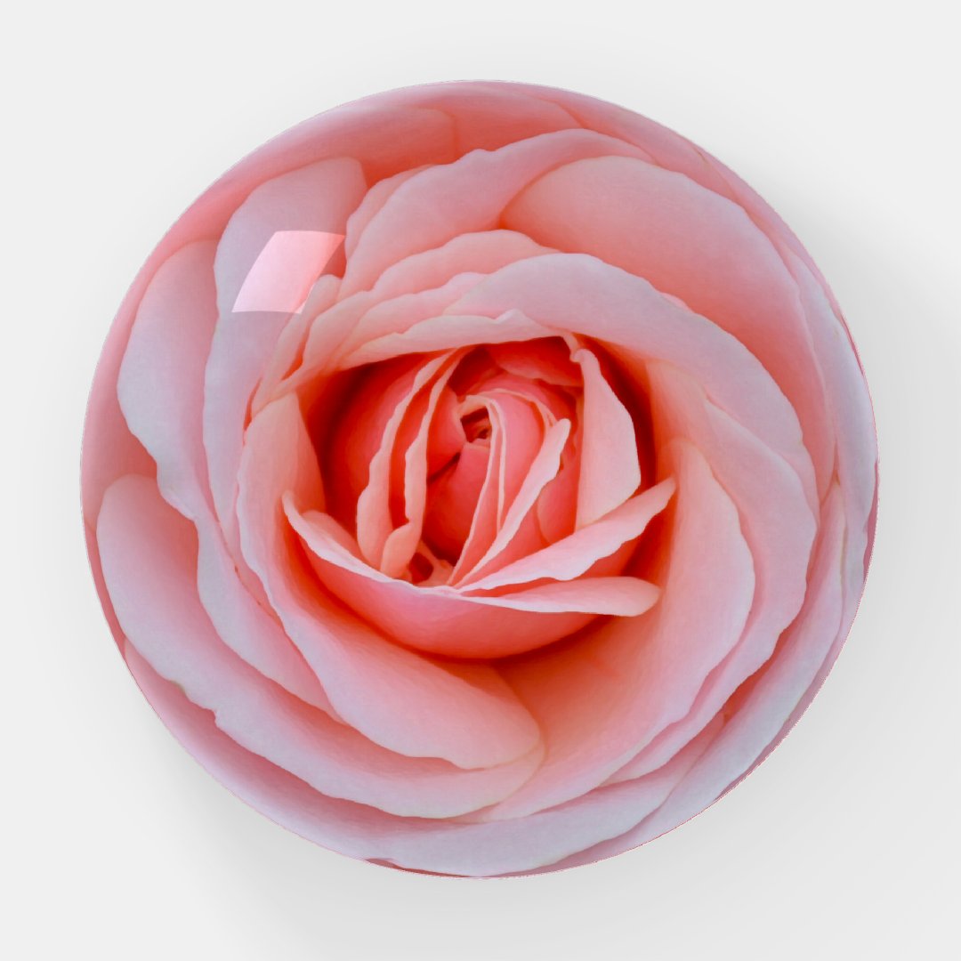 Beautiful pink rose paperweight | Zazzle