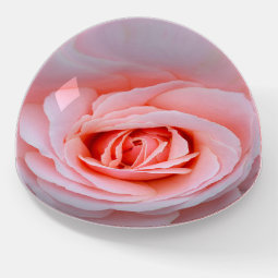 Beautiful pink rose paperweight | Zazzle