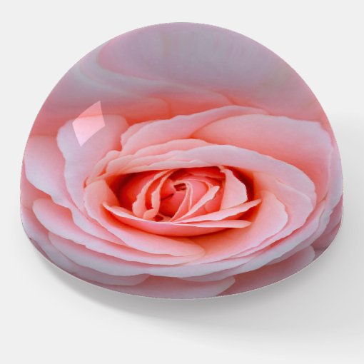 Beautiful pink rose paperweight | Zazzle