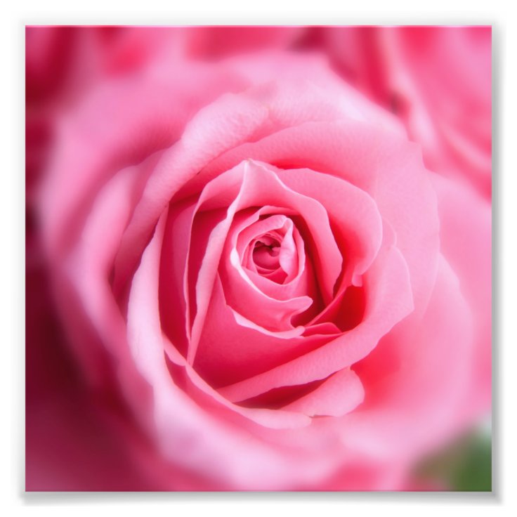 Beautiful Pink Rose Photo Print | Zazzle
