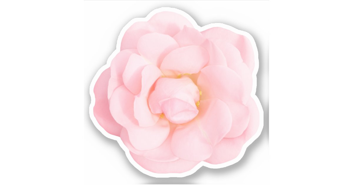 Beautiful pink rose stickers | Zazzle