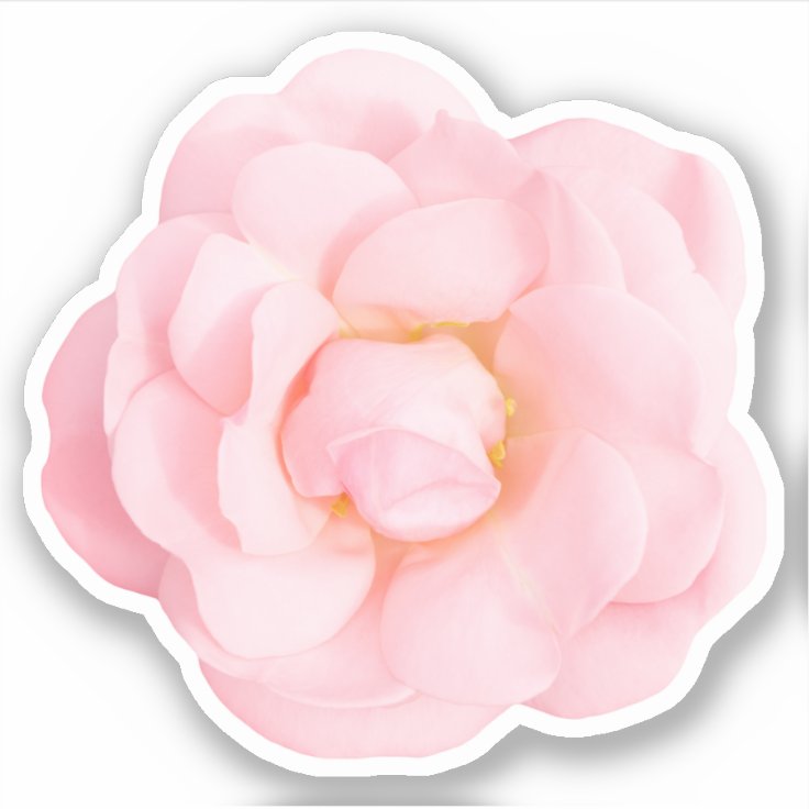 Beautiful pink rose stickers | Zazzle