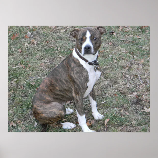 Beautiful pitbull boxer mixed breed mutt poster | Zazzle