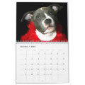 Beautiful Pitbulls 2014 Dog Calendar | Zazzle