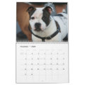 Beautiful Pitbulls 2014 Dog Calendar | Zazzle