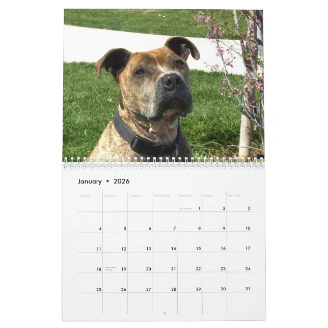 Beautiful Pitbulls 2014 Dog Calendar | Zazzle