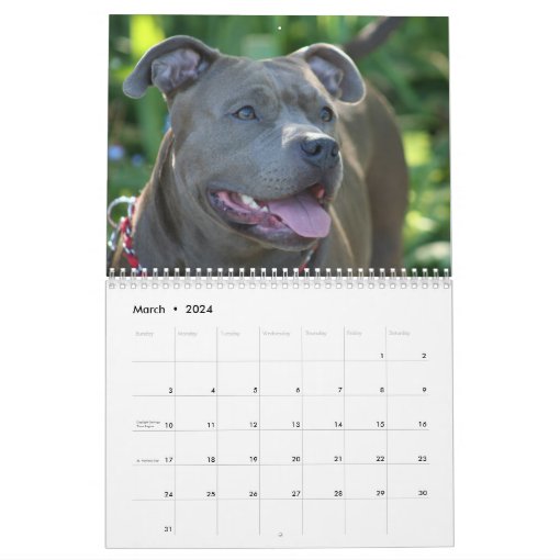 Beautiful Pitbulls 2014 Dog Calendar | Zazzle