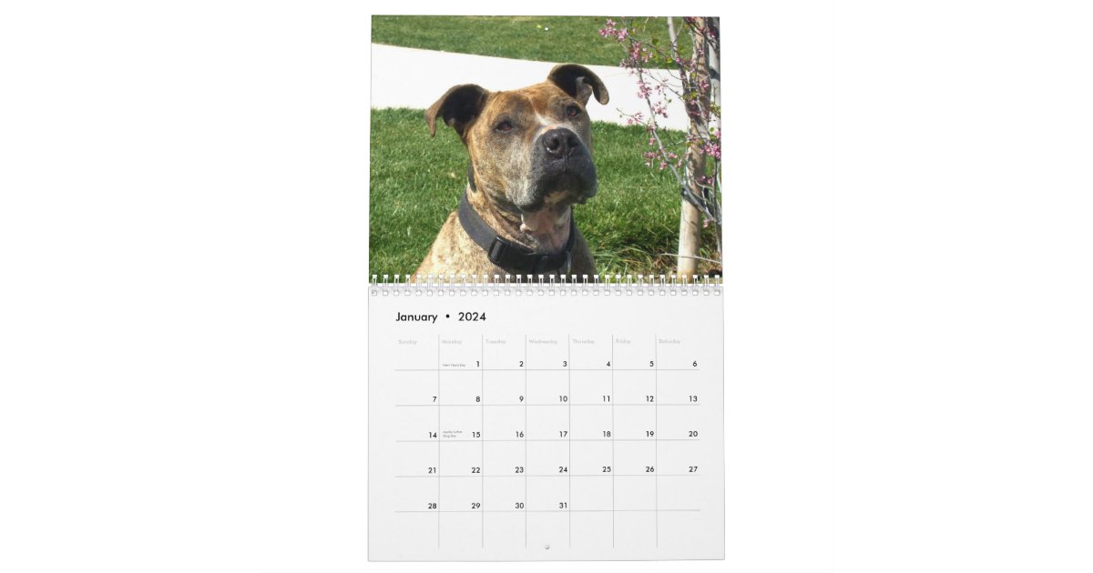 Beautiful Pitbulls 2014 Dog Calendar | Zazzle