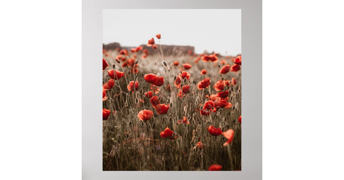beautiful poppy flowers poster | Zazzle