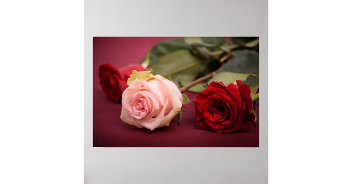 Beautiful Red and Pink Roses Poster | Zazzle