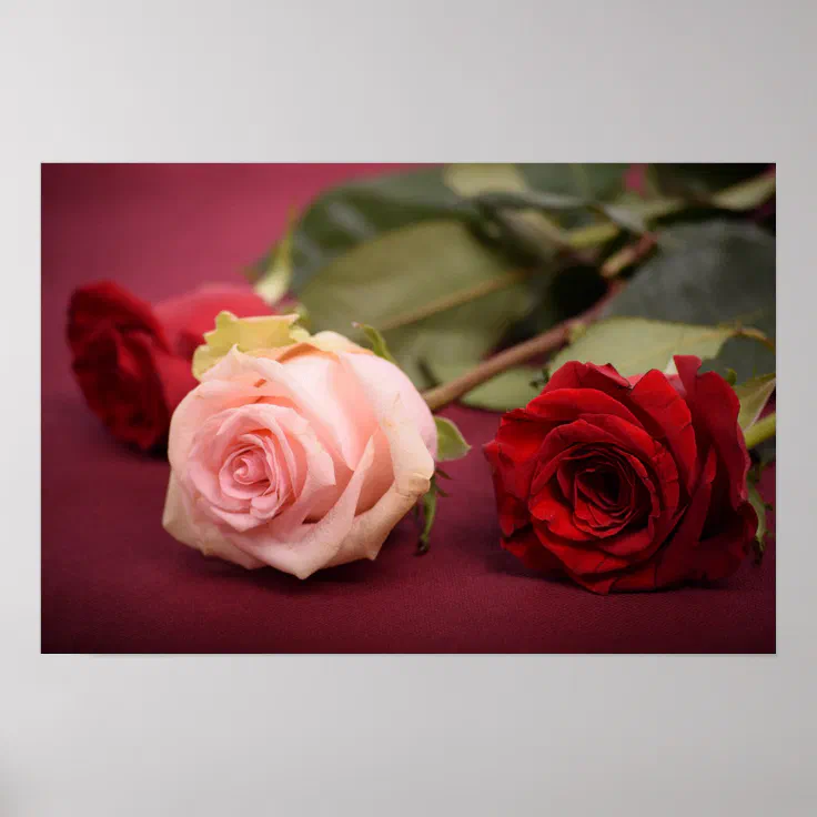 Beautiful Red and Pink Roses Poster | Zazzle