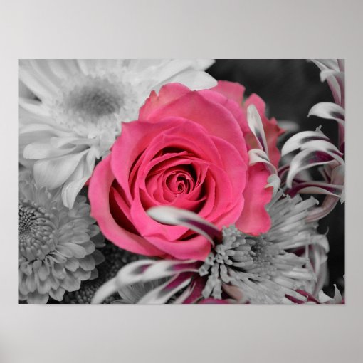 Beautiful red Rose Poster | Zazzle