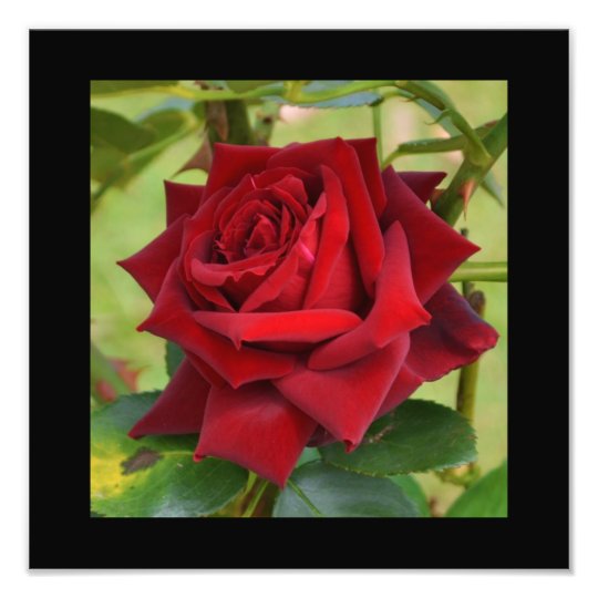 Beautiful Red Rose Poster | Zazzle.com