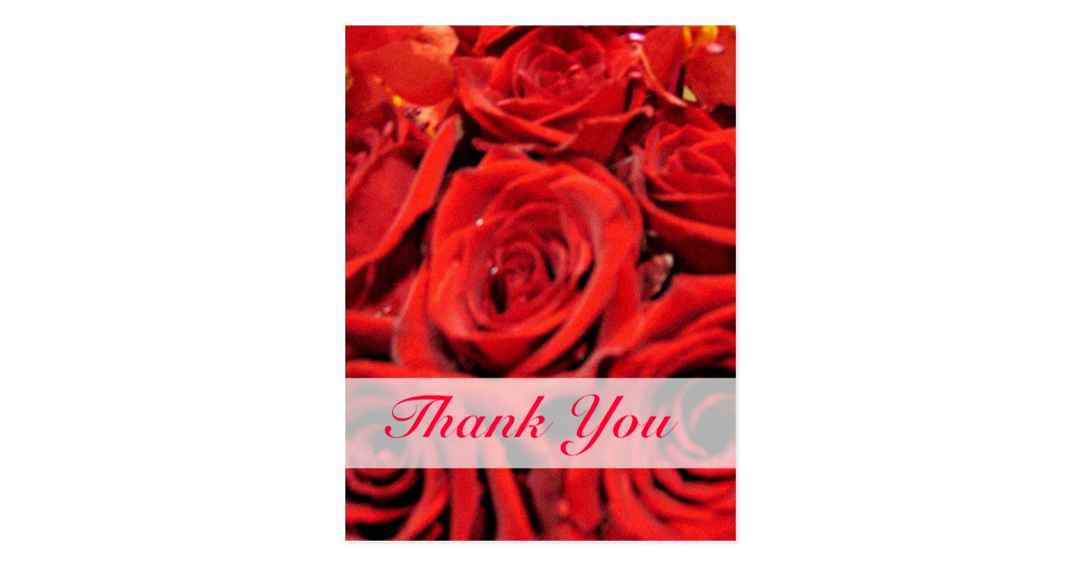 Beautiful Red Roses Thank You Postcard | Zazzle.com