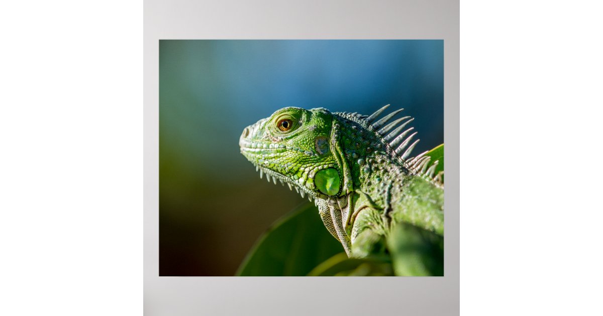 Beautiful Reptile Face Poster | Zazzle